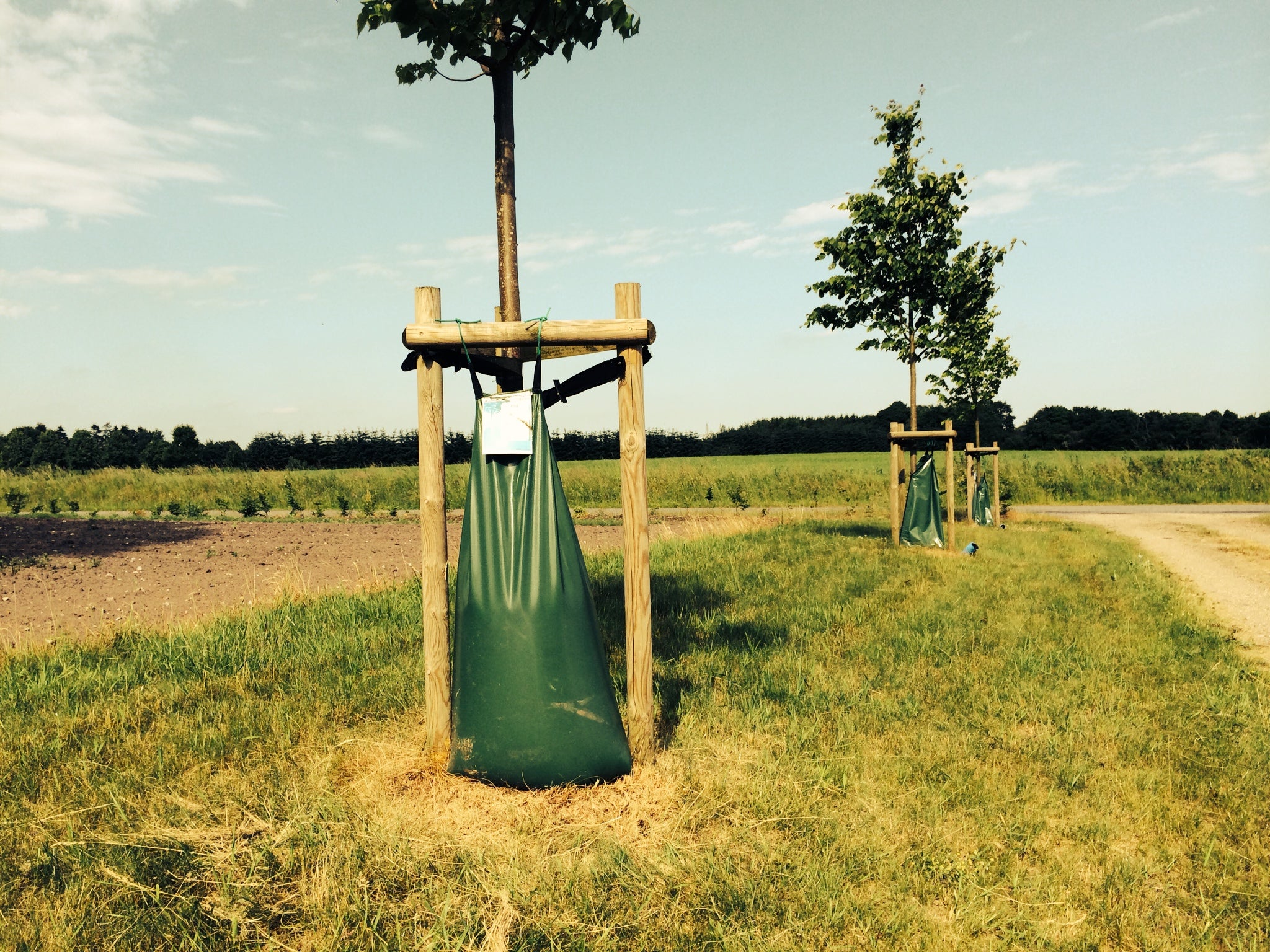 Tree King - Vandingspose